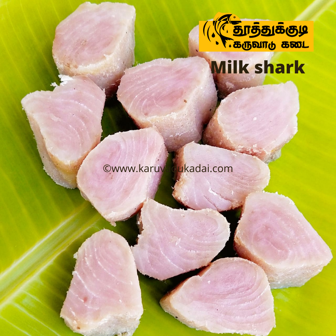 Milk Shark(பால்சுறா)